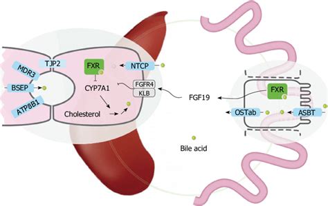 Overview Of Transporters And Sensory Proteins Involved In Hepatic Bile
