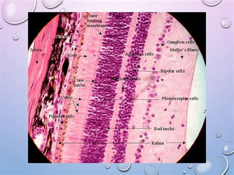 Histology Of Eyeball Sclera Cornea And Retina Ppt