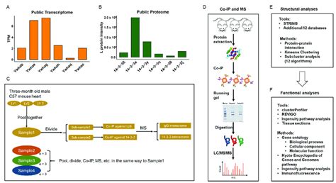 Conduction Of 14 3 3 Interactome In The Mouse Heart A Rna Expression