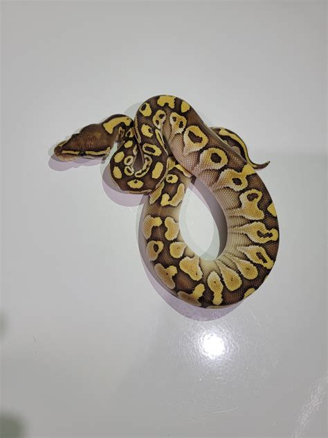 Lesser Ball Python By Hatching Hobbies Morphmarket