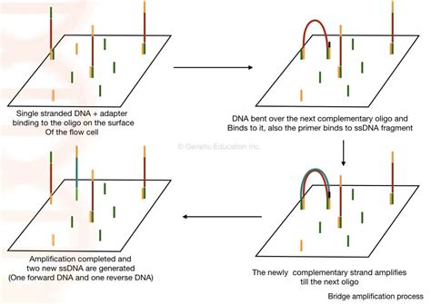 Dna Sequencing History Steps Methods Applications And Limitations