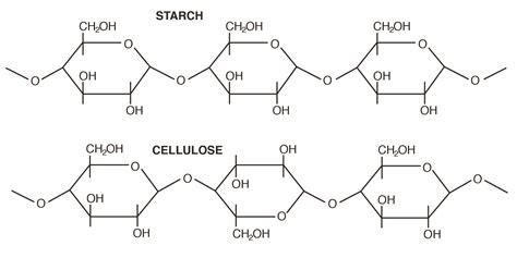 Carbohydrate Structure