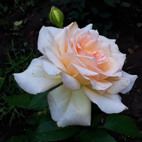 ელენეს ვარდები Elenes Roses Youtube