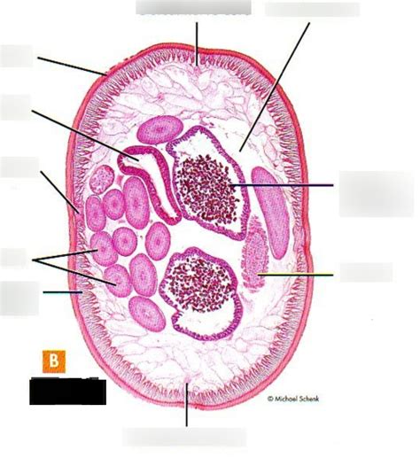 Lab Activates Week 3 Lab Ascaris Lumbricoides Roundworm Female Cross Section Diagram