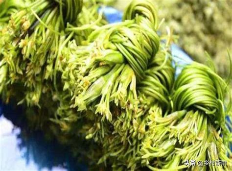 科學巧種植：水生稀有觀賞蔬菜「海菜花」 每日頭條
