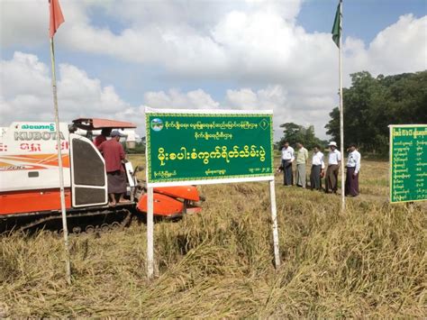 ဒိုက်ဦးမြို့နယ်၌ မိုးစပါးစံကွက်ရိတ်သိမ်းပွဲကျင်းပ Information And Public Relations Department