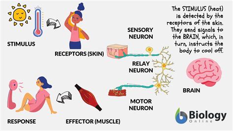 Stimulus Response Examples
