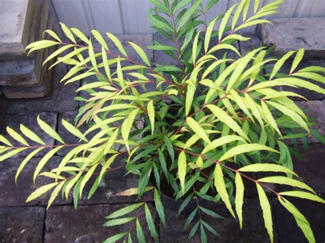 新品マホニアコンフューサコウウンMahonia confusa業平柊南天黄雲6号 写真現品 即日出荷可 まとめて取引同梱発送