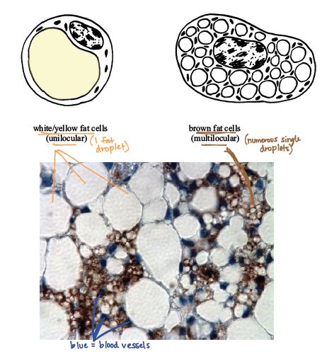 Structure And Function Block 3 Connective Tissue Flashcards Quizlet