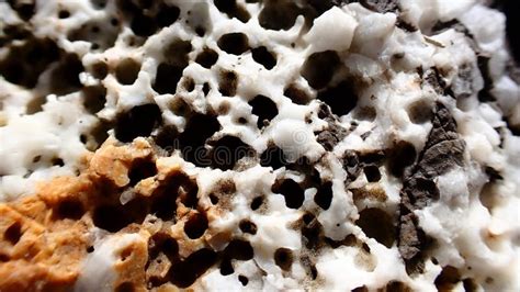 Dead Sea Sponge Cliona Sp During Low Tide In The Littoral Zone