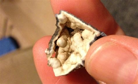 Seashell Transformation Fossil ID The Fossil Forum