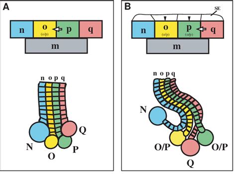 Comparison Of Cell Interactions For Patterning Of The Ectodermal Germ