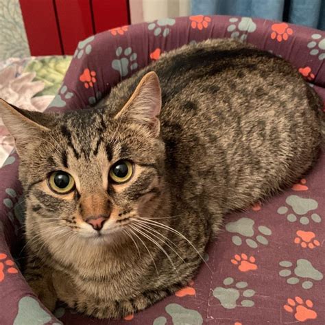 Молодой котик купить в Москве бесплатно дата размещения 16 08 2024 Кошки