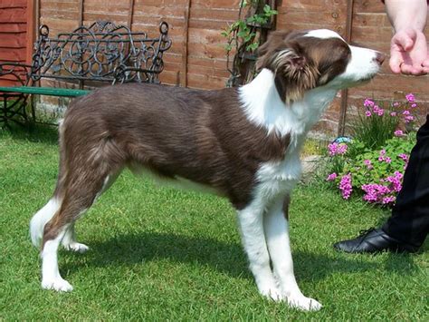 Coat Length What Age Border Collie World