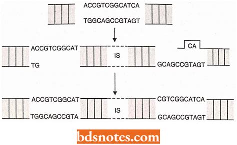 Plasmids Is Elements Transposons Notes Bds Notes
