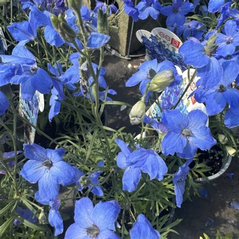 Delphinium ‘cheer Blue 15l Lushingtons