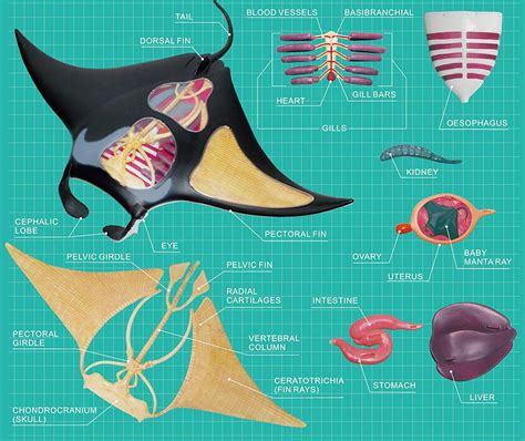 Aoshima 4d Vision No 30 Manta Ray Anatomy Model Plazajapan
