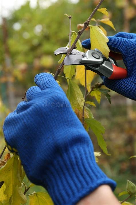 Woman Pruning Tree Branch By Secateurs In Garden Closeup Stock Image Image Of Person Nature