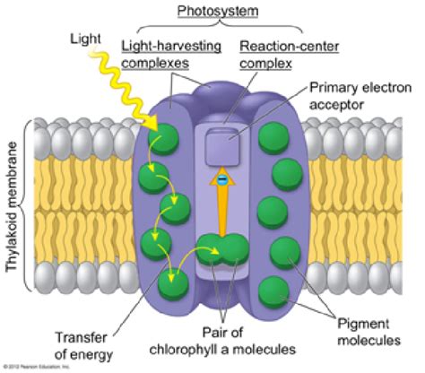 Figure 111 From Determining The Energy Pathways In Light Harvesting