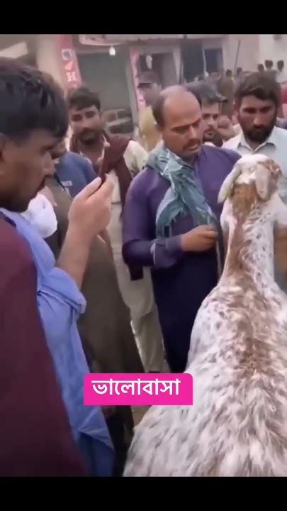 একটা অবলা জিনিস ছাগল মালিকের জন্য কি ভাবে কান্না করছে আহ ভাইরাল ভিডিও মাদরাসার Youtube