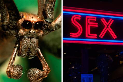 Horny Female Spiders Force Mates To Give Them Oral 100 Times Daily Star