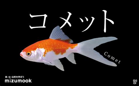 金魚の品種をご紹介全15品種 ミズムック