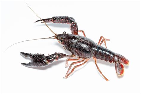 60 Procambarus Pictures