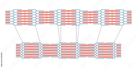 Scientific Designing Of Contraction And Relaxation Of Muscular Sarcomere Muscle Contraction And