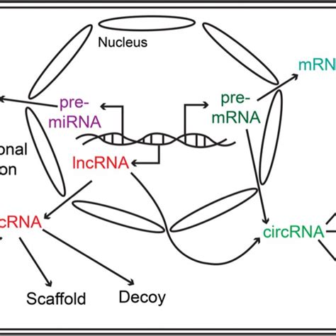Several Classes Of Non Coding Rnas Mirna Lncrna And Circrna Have Download Scientific