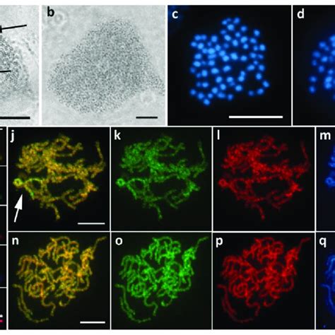 Sex Chromosome Multivalent In Epirrhoe Alternata Ab Polyploid