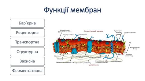 Презентація Структура еукаріотичної клітини клітинна мембрана