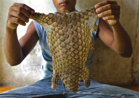 Pangolin Scales Chinese Pangolin Scales Pbpzn