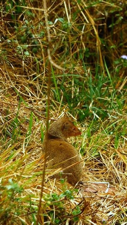 Mongoose Shortsviral Youtubeshorts Mongoose Youtube