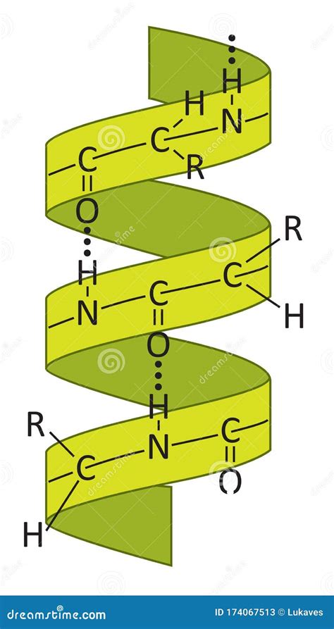 Protein Secondary Structure Alpha Helix