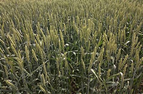 Чи будемо з хлібом В якому стані озимі на Вінниччині 33 Канал