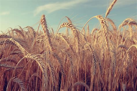 보리차 효능 10가지 및 부작용 두 번 끓이면 안 돼요 오늘의 건강 정보