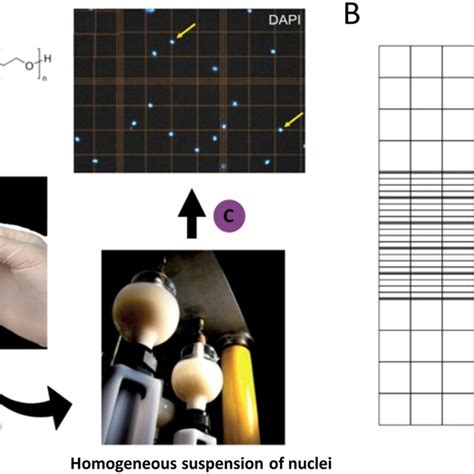 Tissue Homogenizing And Cell Counting A Isotropic Fractionator Steps Download Scientific