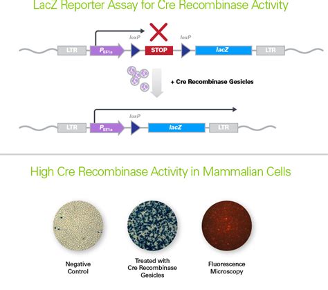 Cre Recombinase Gesicles