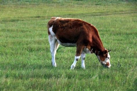 China Rumen Bypass Methionine Better For Cattle Manufacturers And Suppliers Factory Direct