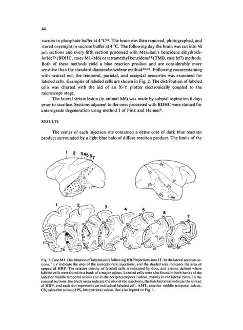 Inferior Temporal Cortex Pdf