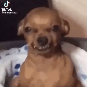 Chihuahua Angry S Tenor