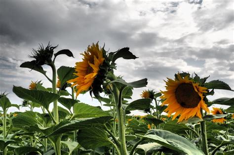 Helianthus 해바라기는 국화과 가족의 식물 속입니다 연간 해바라기와 관형 해바라기 농업 분야 노란 꽃잎으로 피는 새싹 모피 잎 세르비아 농업 개화기에 대한 스톡 사진