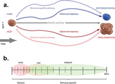 Outline Of The Trajectory Models And Experimental Design Of The Data