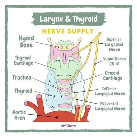Thyroid Anatomy Nerves