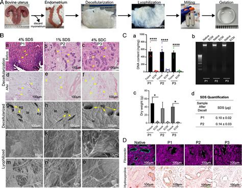 Decellularization Protocol And Assessment For Endometrial Tissue A Download Scientific