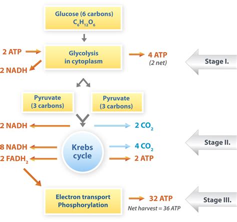 Cellular Respiration Detailed Lesson Plan