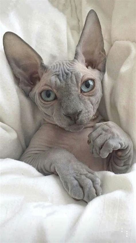 Pin By Luxuregirl On Доска Cute Hairless Cat Cute Cats Pretty Cats