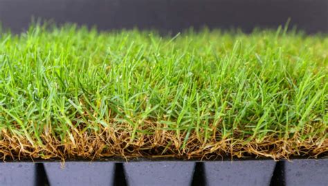 Bermuda Grass Vs Crab Grass How Are They Different Turfandtill