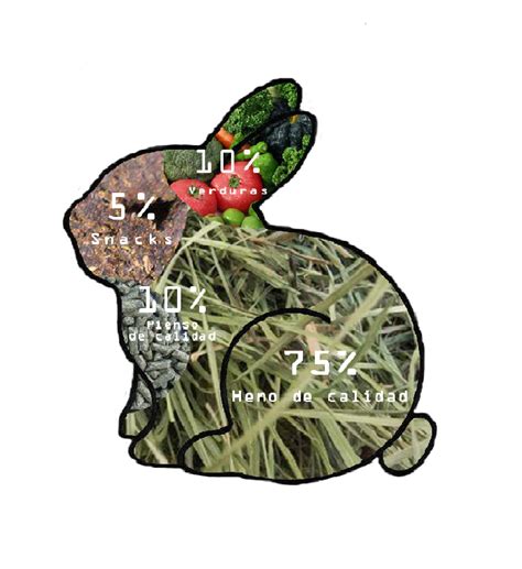 El RincÓn Del Conejo ¿qué Debe Comer Un Conejo