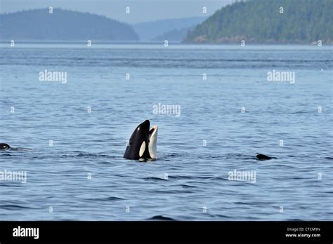 killer whale orcinus orca spy hopping resident pod summer salmon